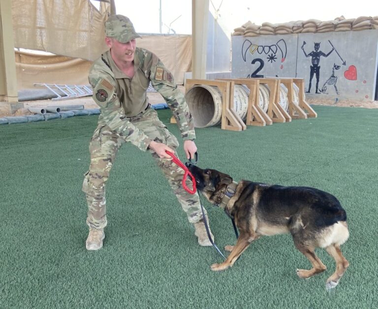 Honoring Our Four-Legged Heroes: The History of K9 Veterans Day ...