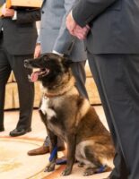 DOGS OF DUTY: The Story and Legacy of Military Working Dogs - Soldiers ...