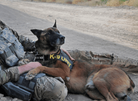 DOGS OF DUTY: The Story and Legacy of Military Working Dogs - Soldiers ...