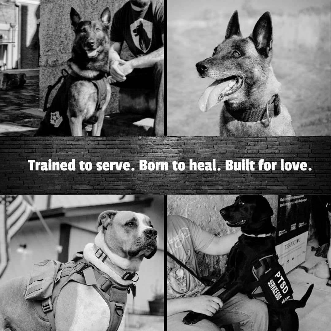PTSD Service Dogs: Trained to Heal