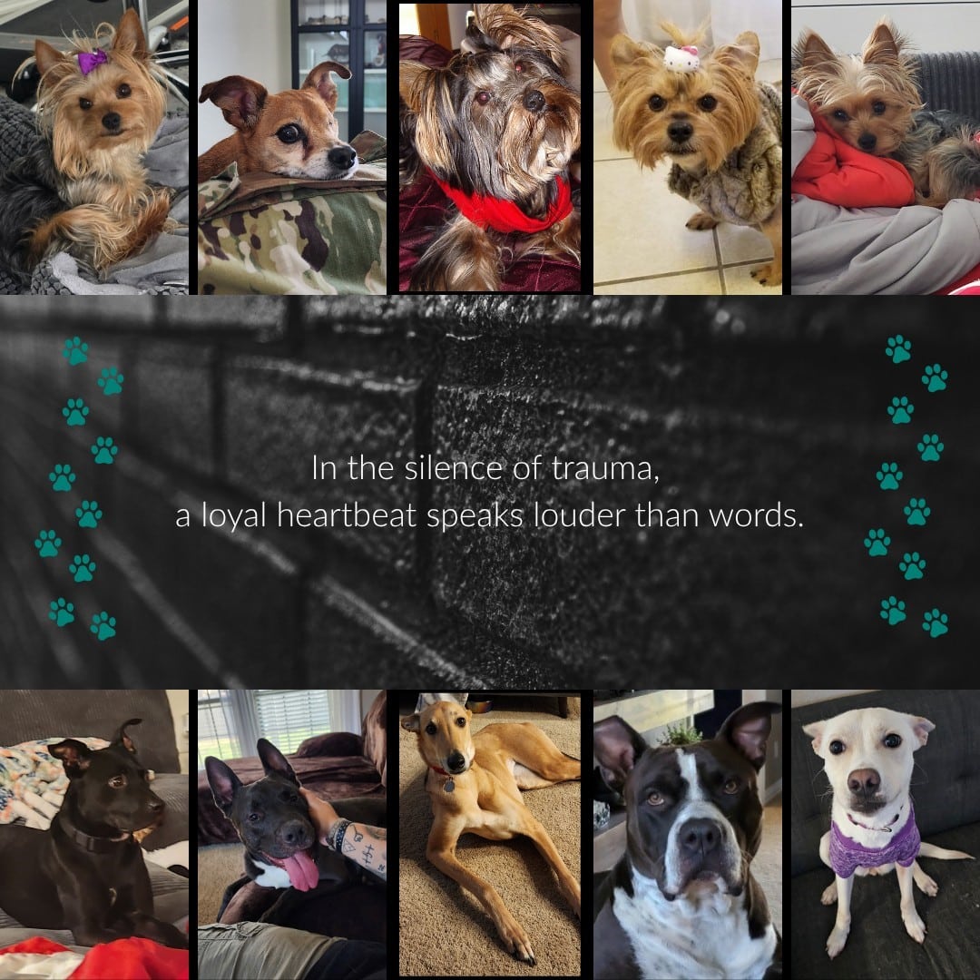 PTSD Service Dogs: Trained to Heal